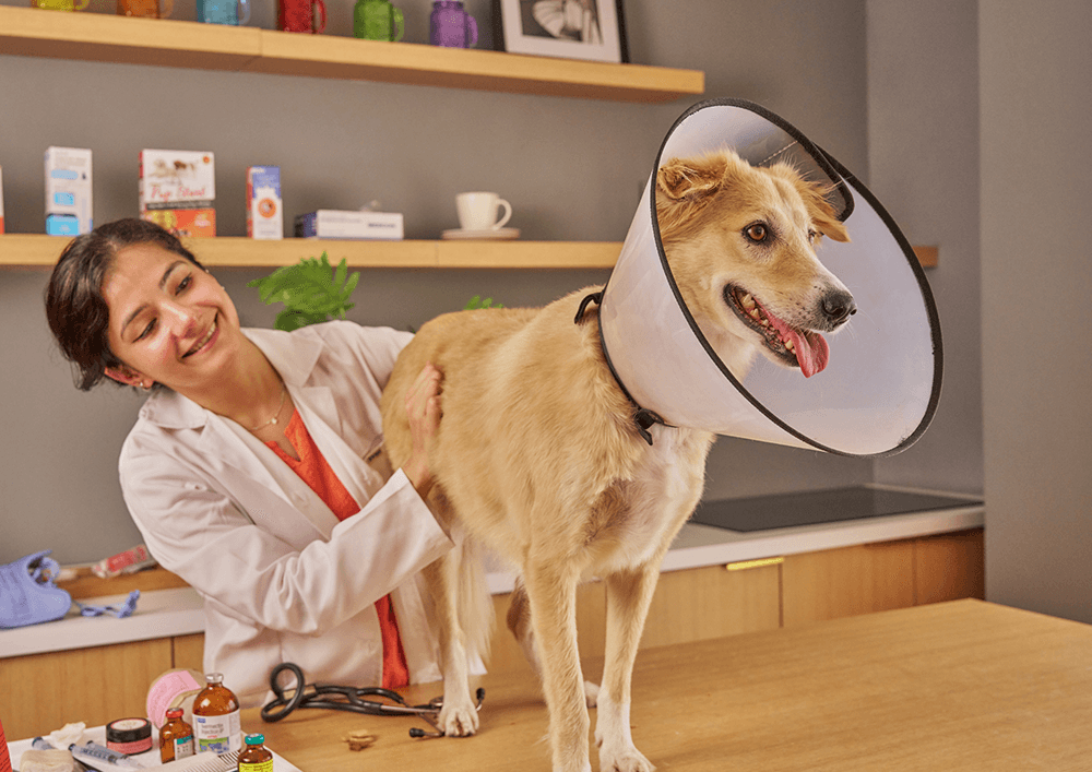 Why Your Vet Bill Is Not a Personal Attack - Oribi Animal Clinic